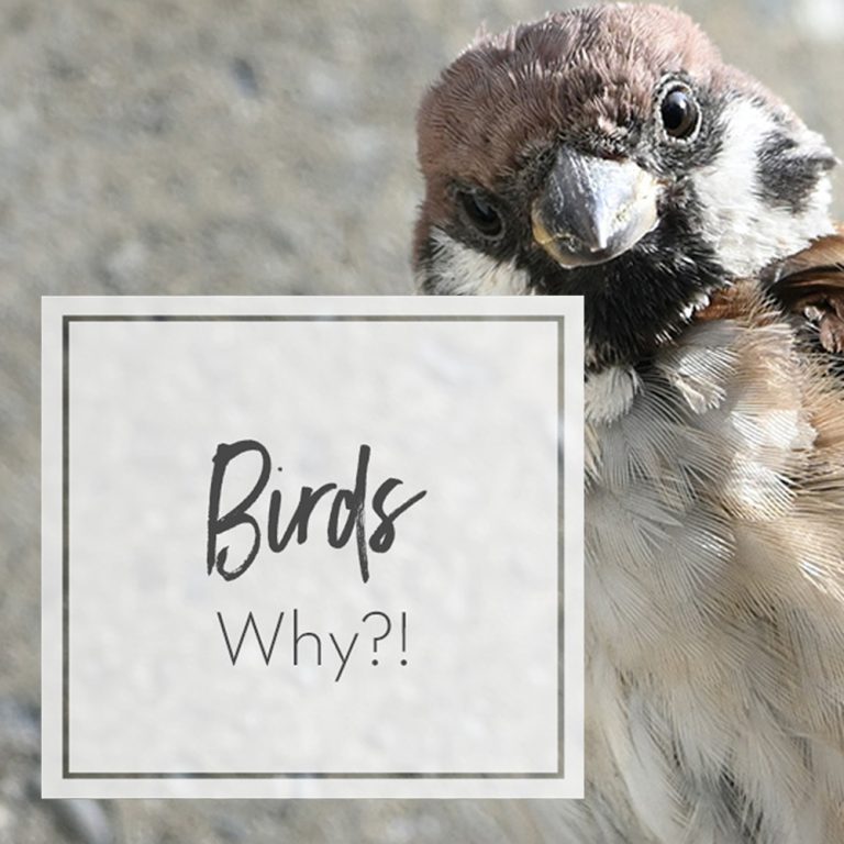 Birds – Why? – Silverdale Centre